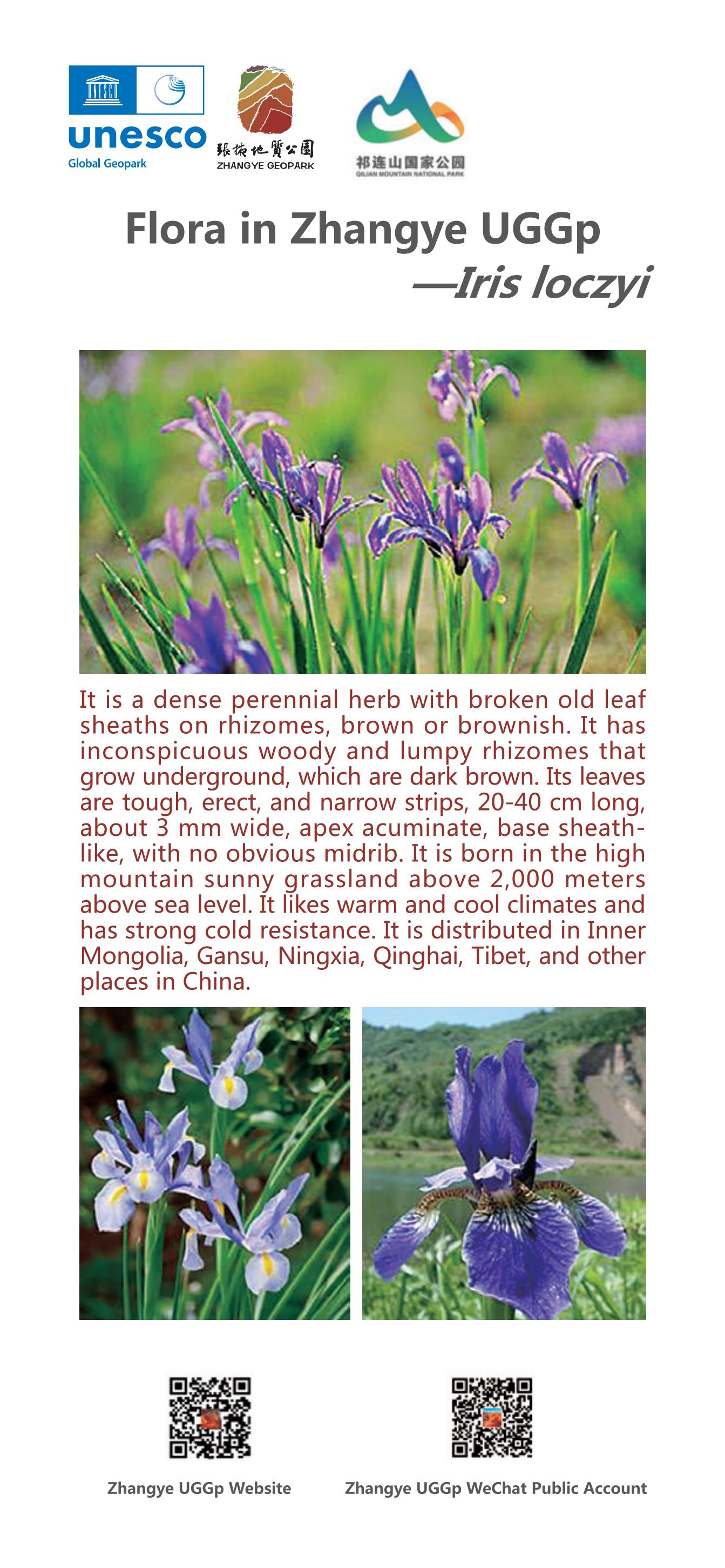 [LEAFLET]Flora in Zhangye UGGp—Iris loczyi - ZHANGYE UNESCO GLOBAL GEOPARK